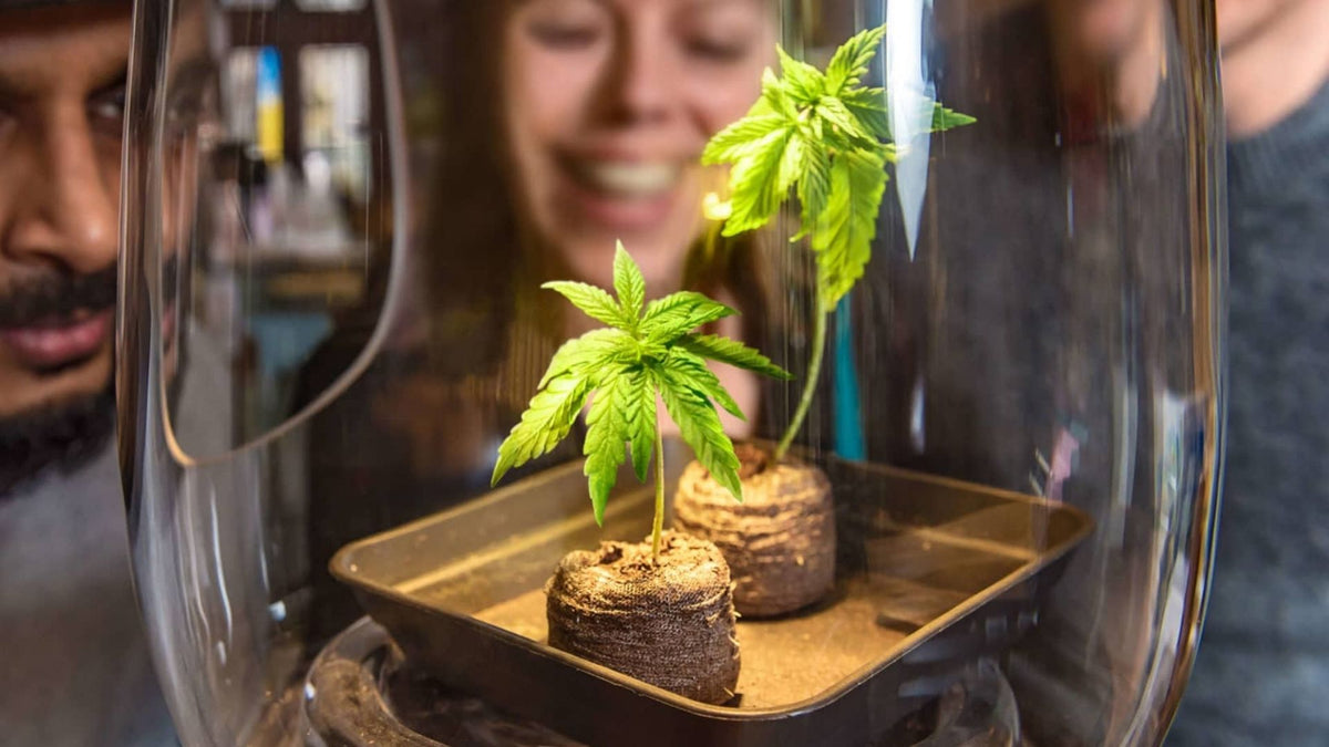 Hemp - pop quiz! – India Hemp and Co.